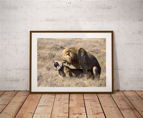 Animal Photography Lions Having Sex Tanzania African Wildlife Lions