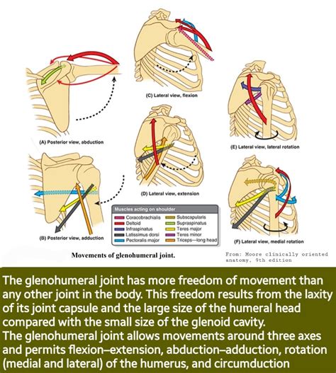 Different Joint Movement Joint Movement Tpt