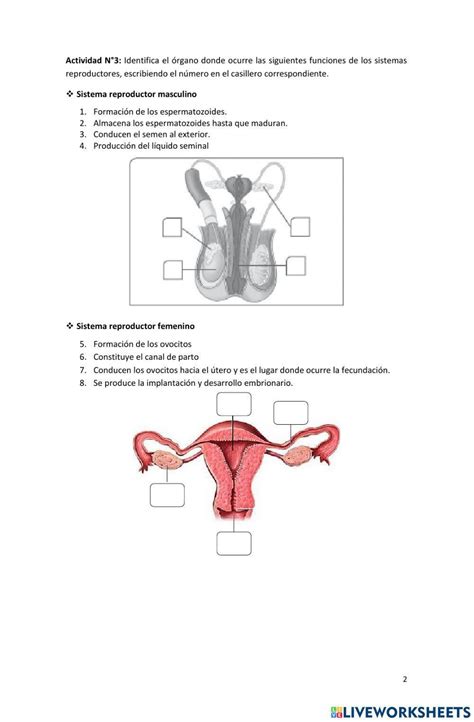 Sistemas Reprod Free Interactive Worksheets 1330873