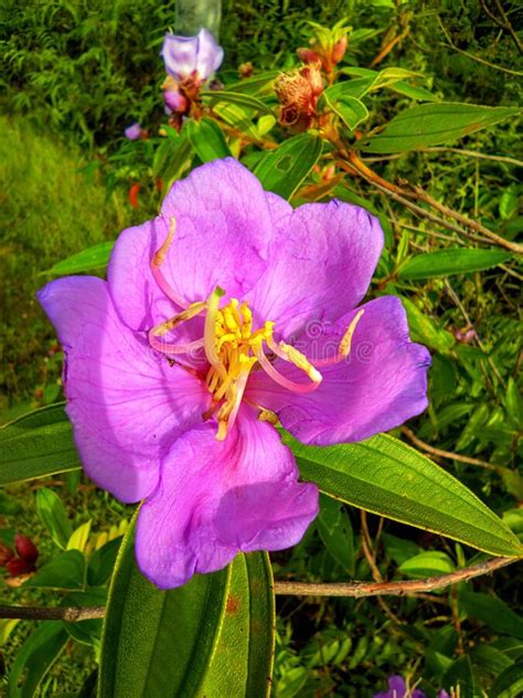 Macro Photo Of The Bright Purple Flower Of Melastoma Malabathricum Or