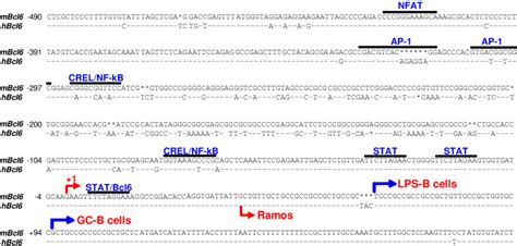 The Promoter Region Of Murine Bcl6 Gene Nucleotide Sequence Of The 5v Download Scientific
