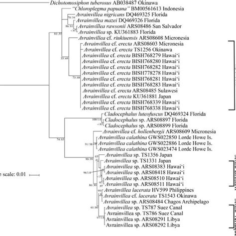 Bayesian Inferred Phylogeny From The Rbcl And Tufa Concatenated