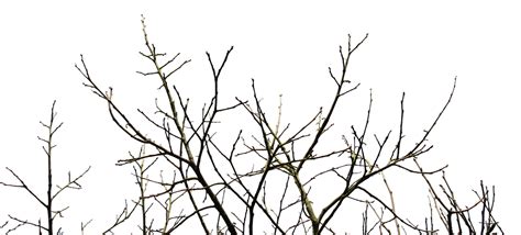 200 000 Free Tree Png Png Images Pixabay