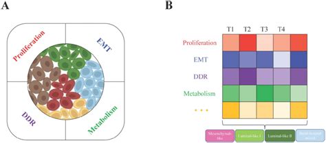 Intratumor And Intertumor Heterogeneity Of Brca1 Deficient Mammary