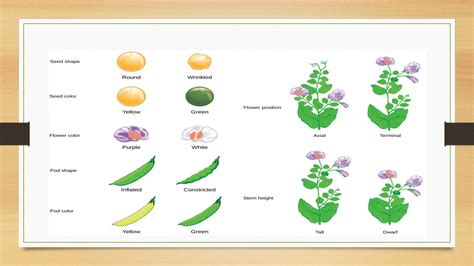 CLASS 10 SCIENCE CHAPTER 9 HEREDITY AND EVOLUTION PPTX