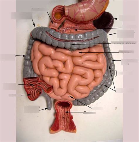 Q2 Anat Lab Midterm Bladder Rectum Pelvis And Perineum Diagram Quizlet