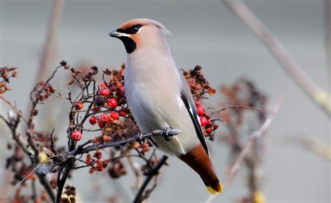Turnstone Facts Identification Diet Migration Info Etc Binocular Base