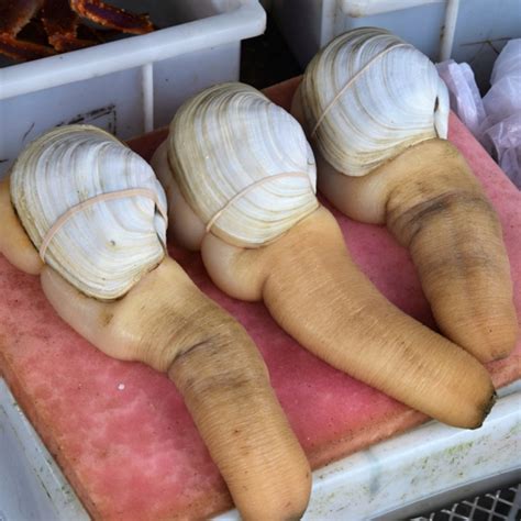 Giant Clam Taste