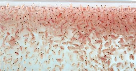 Does Bleach Kill Fleas An Effective Way To Control Fleas And Their Eggs