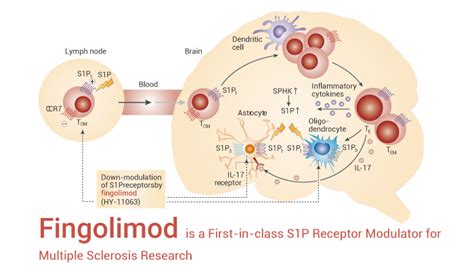 Fingolimod Is A First In Class S1p Receptor Modulator For Multiple Sclerosis Research Immune