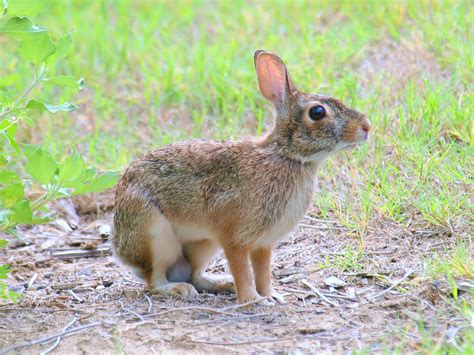 2 Types Of Wild Rabbits In New Hampshire With Pictures And Id Guide