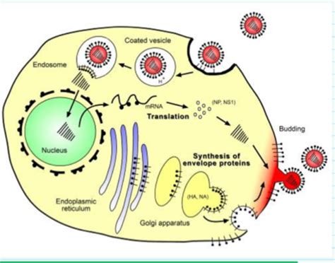 Agents Of Disease Flashcards Quizlet