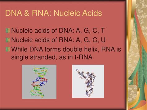 PPT Nucleic Acid Database PowerPoint Presentation Free Download ID 1076916