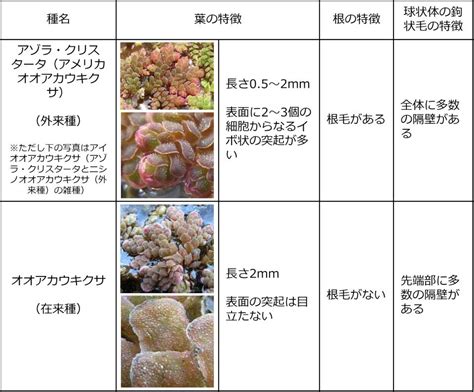 水路やため池の通水障害を起こす外来生物の見分け方 アゾラ・クリスタータ：農林水産省