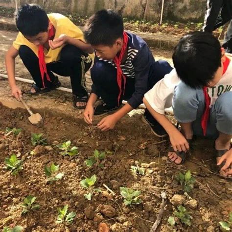 新时代文明实践劳动教育砺心智 倒水中心小学乡村复兴少年宫开展劳动实践教育基地种植活动 菊花
