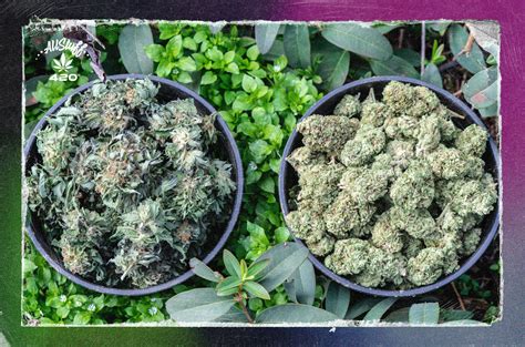 Your Comprehensive Guide To Kief Vs Hash Comparison