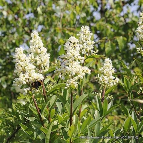 Ligustrum Vulgare Wild Privet 60 90cm Bare Root Single Plant