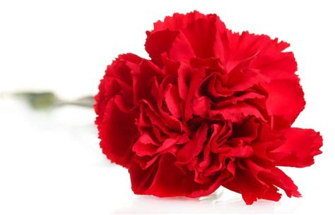 Premium Photo Red Carnation Isolated On White