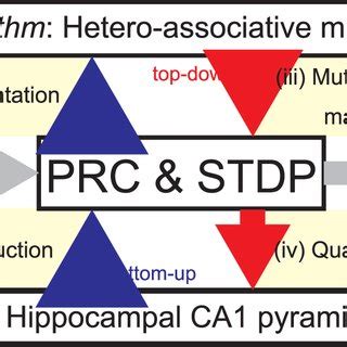 Outline Of Our Approach We Derive Pairs Of PRCs And STDP Window