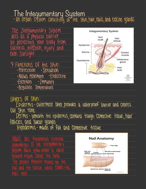 The Integumentary System Human Anatomy And Physiology Medical School