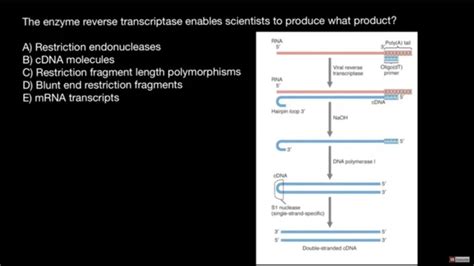 Nikolays Genetics Lessons On Linkedin Role Of Reverse Transcriptase In Genetic Engineering
