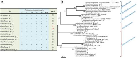 Isolation And Identification Of Colistin Resistant Bacterial Strains