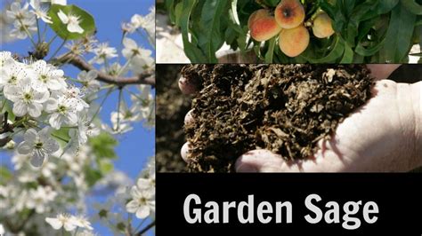 Avoiding Death In Compost Pear Tree Stinker Trimming Citrus