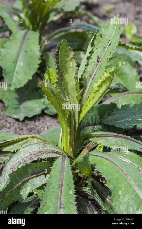 How To Grow Lactuca Virosa