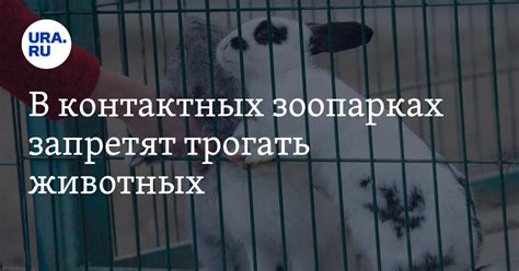 В контактных зоопарках запретят трогать животных — URA.RU