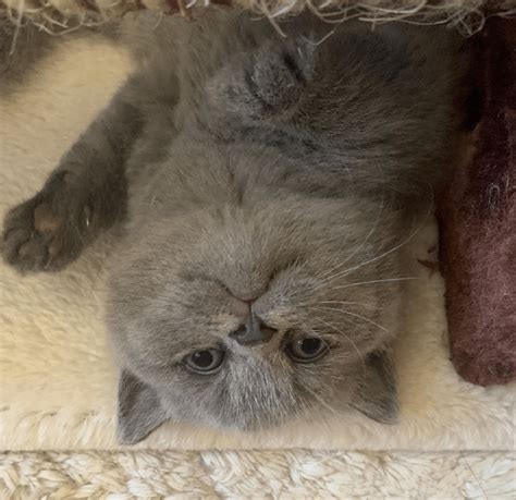 Upside Down Kitty Turning My World Around Raww