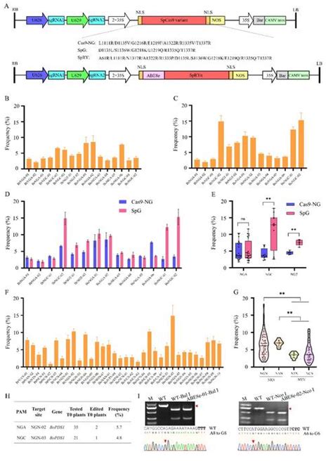 Genome Editing In Chinese Cabb IMAGE EurekAlert Science News Releases