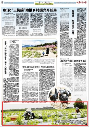 媒体看西峰图片新闻 什社乡李岭村发展金银花种植 甘肃
