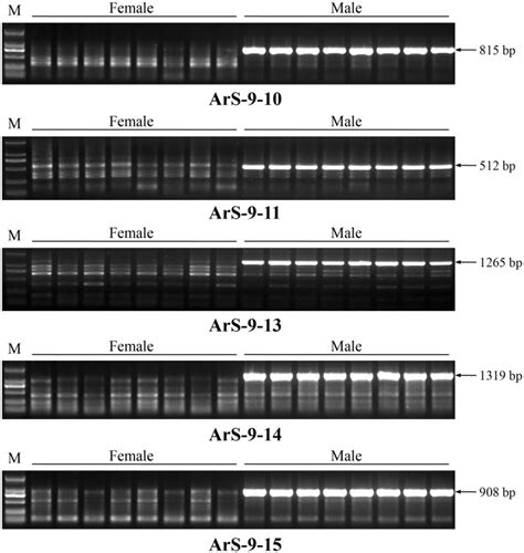 Sex Specific Markers Developed By Next Generation Sequencing Confirmed