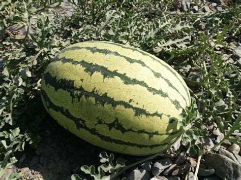 “戈壁西瓜”有多大危害？硒砂瓜一年一茬，为何被局部禁种？ 新加坡新闻