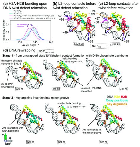 Interplay Between H2a H2b Dimer Bending Dna Twist Defects And