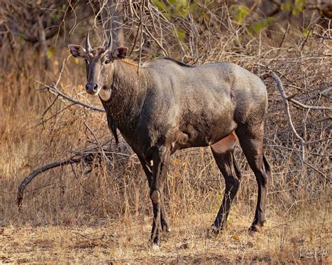 Male Nilgai Photos By Ravi