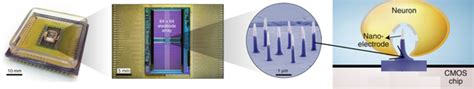 Championing A New Chip