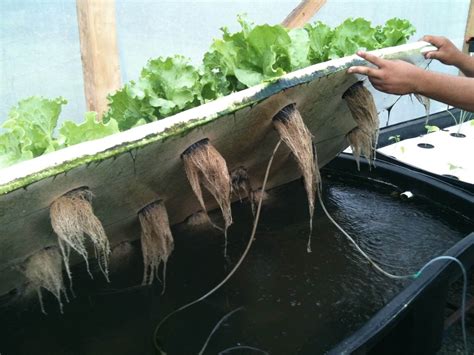 7 Different Aquaponics Systems For The Home Grower Howtoaquaponic