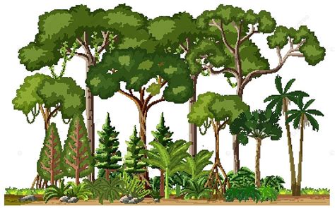 Variety Of Rainforest Trees Against A White Background Vector Art