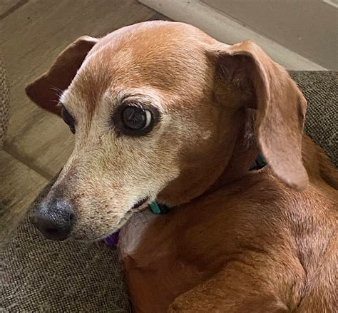 Piper Adventures Of A Single Pretzel