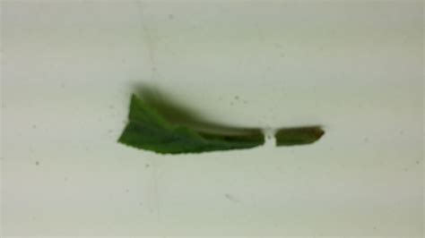 Streptocarpus Dimetris • View Topic Propagation Of Streptocarpus By Leaf Fragments