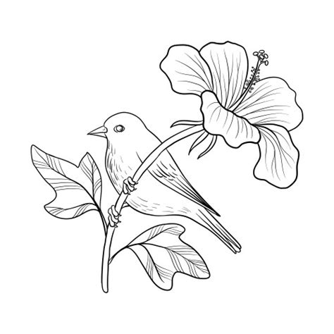 Drawing Bird At Tree Branch With Flower Royalty Free Vector
