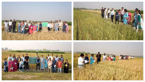 Bau Sabour Develops High Yielding Climate Resilient Wheat Varieties