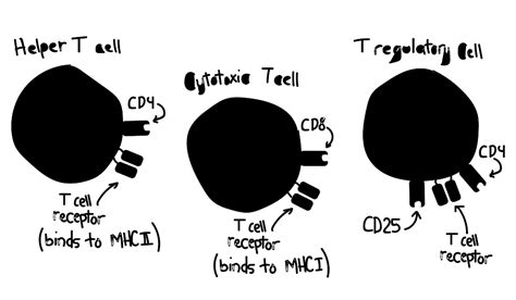 Cells Of The Adaptive Immunity System
