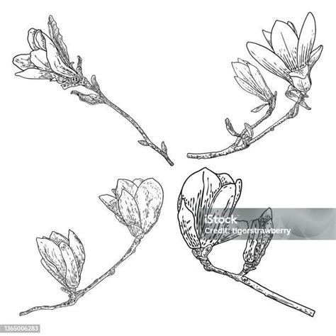 목련 꽃 도면 세트 실제 나무에서 꽃 식물 나뭇 가지의 스케치 흰색 배경에 고립 된 라인 아트와 검은 색과 흰색 목련꽃의 실제 손으로 그린 그림 벡터 목련 온대 식물에 대한