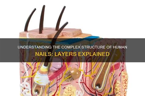 Understanding The Complex Structure Of Human Nails Layers Explained