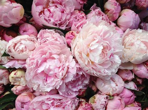 🔥 [40 ] Pink Peonies Wallpapers Wallpapersafari