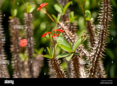 Wild Forest Red Flower Crown Of Thorns Euphorbia Milii Des Moul