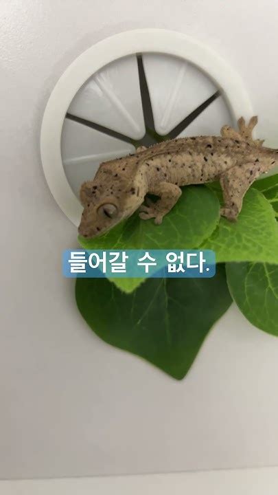 작은 구멍도마뱀 파충류 크레스티드게코 레오파드게코 게코도마뱀 Youtube