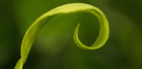 An Introduction To Plant Pathogen Creative Diagnostics